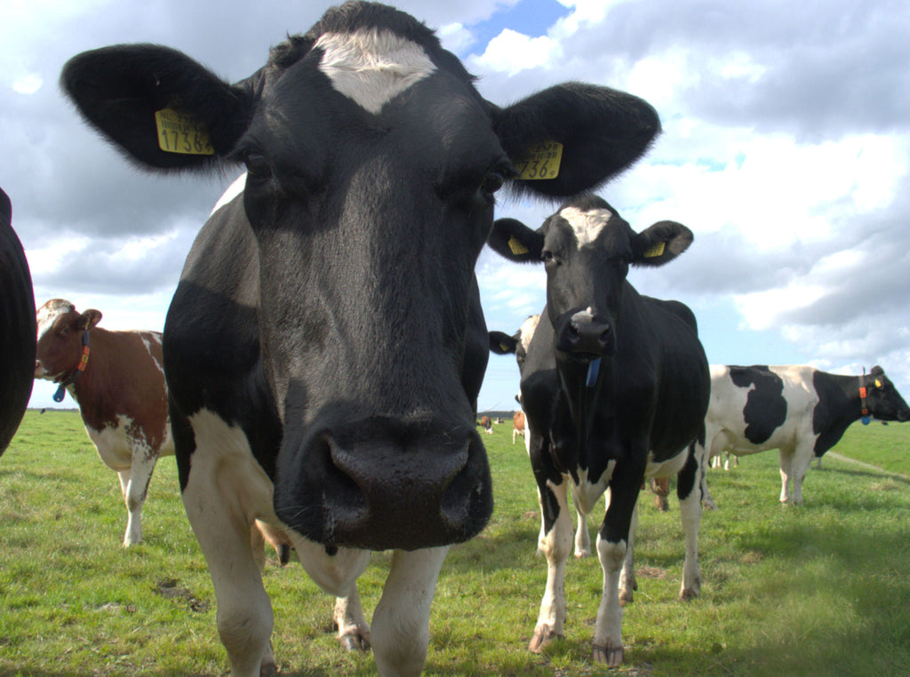 Biochar and Animal Husbandry - Part 1 – Green Man Char